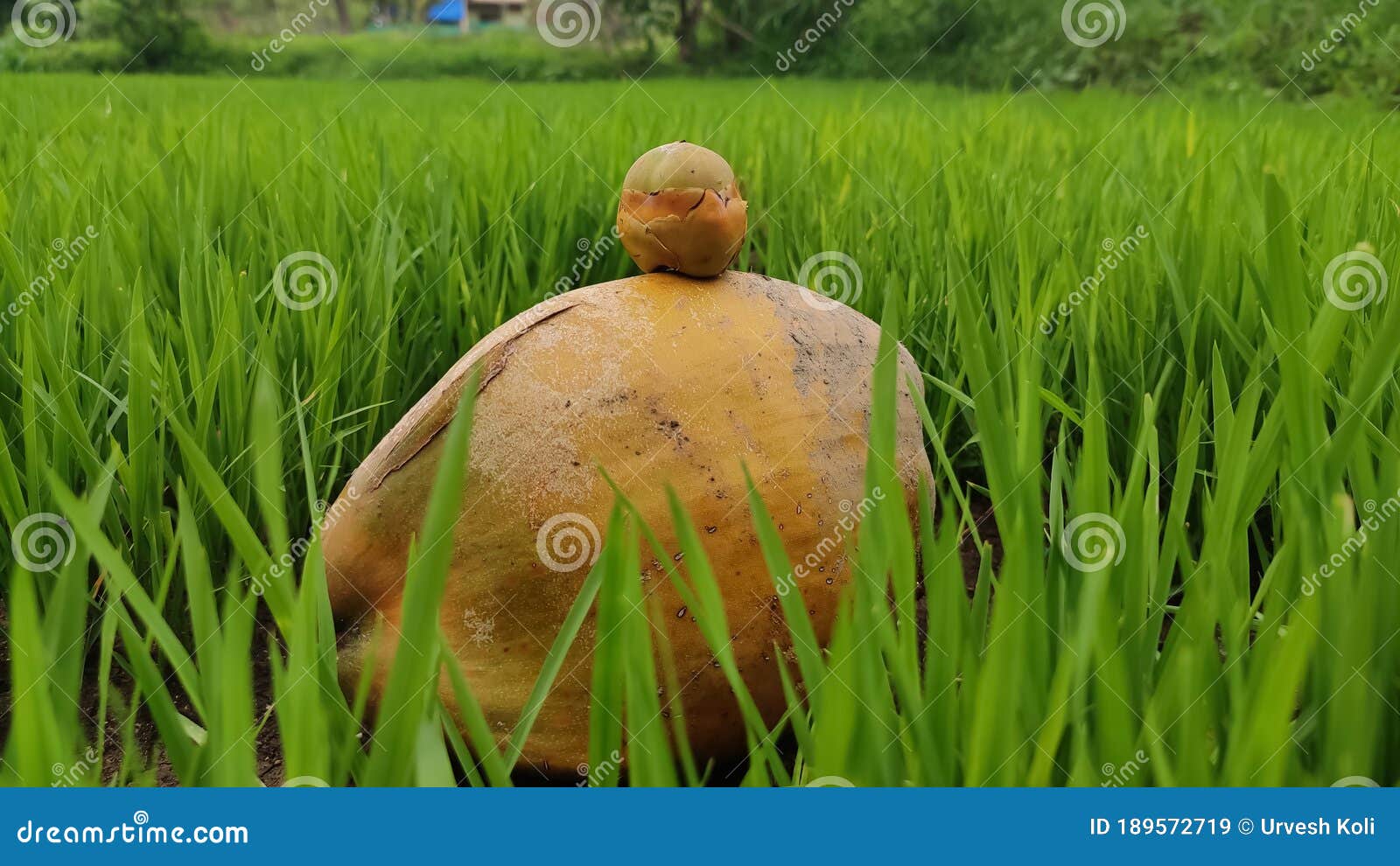 Coco pequeno na grama imagem de stock. Imagem de planta - 189572719