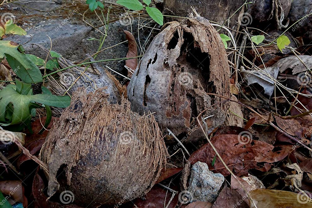Coco Podre Devido Aos Cupins Imagem de Stock - Imagem de inoperante ...