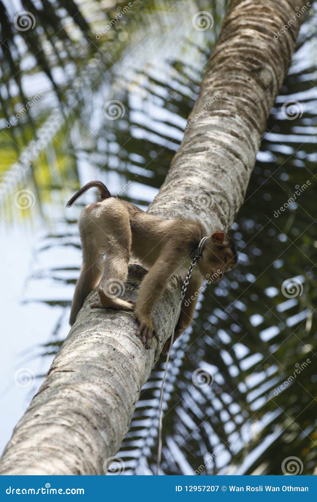 Coco que despluma el mono imagen de archivo. Imagen de entrenado - 12957207