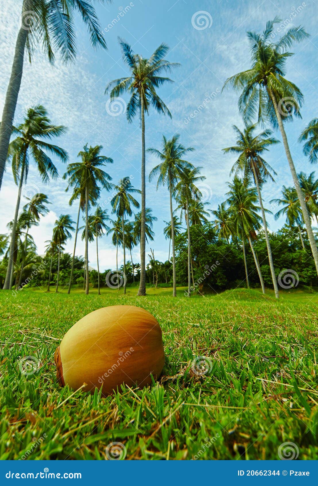 Coco Que Encontra-se Na Grama Sob a Palma Foto de Stock - Imagem de ...