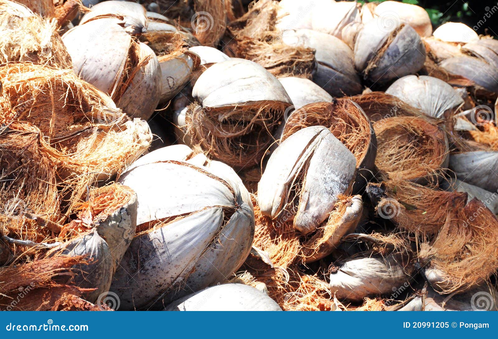 Coco seco imagem de stock. Imagem de agricultura, tailândia - 20991205