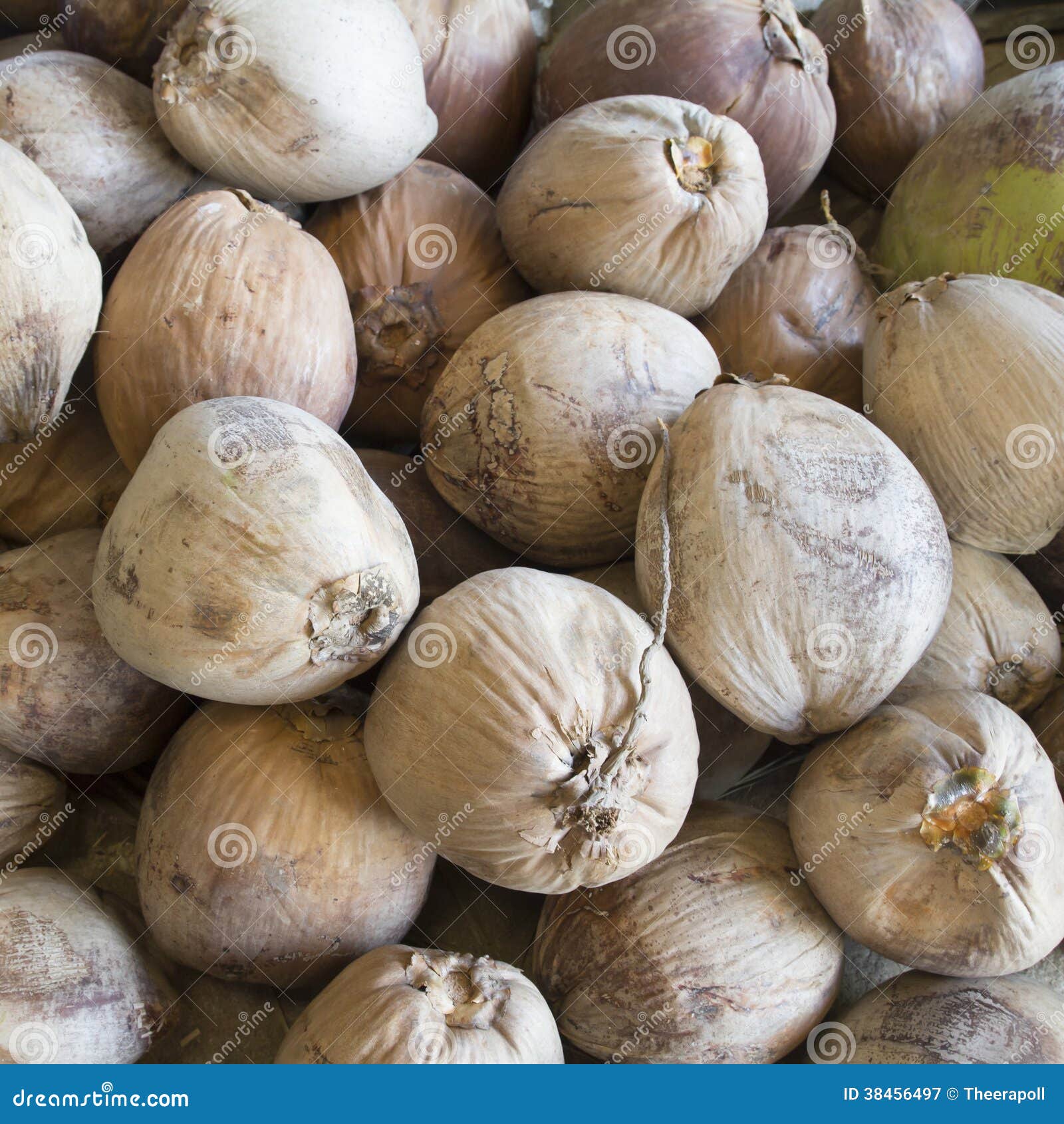 Coco seco imagem de stock. Imagem de leite, aberto, secado - 38456497