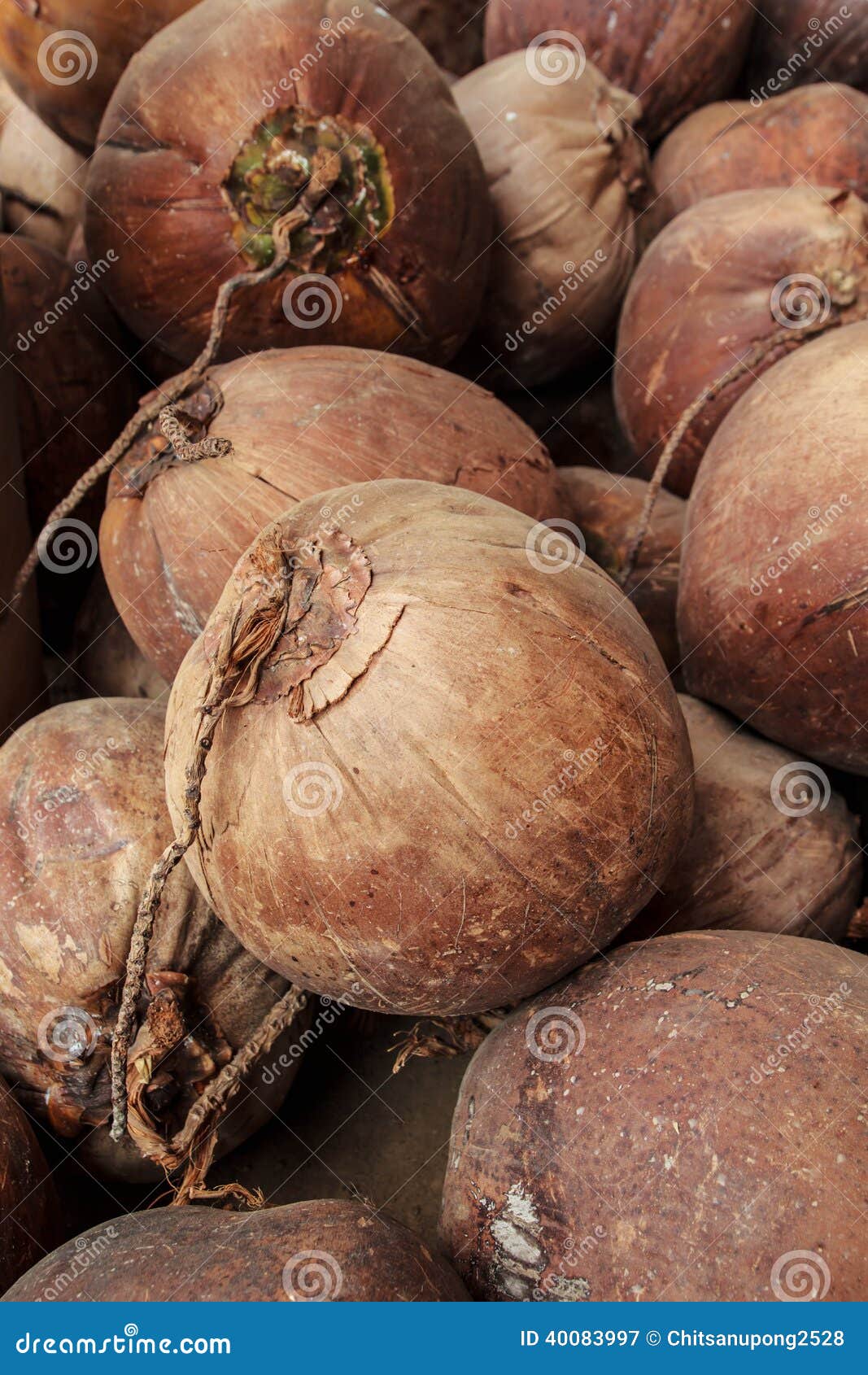 Coco seco imagem de stock. Imagem de corpo, completamente - 40083997