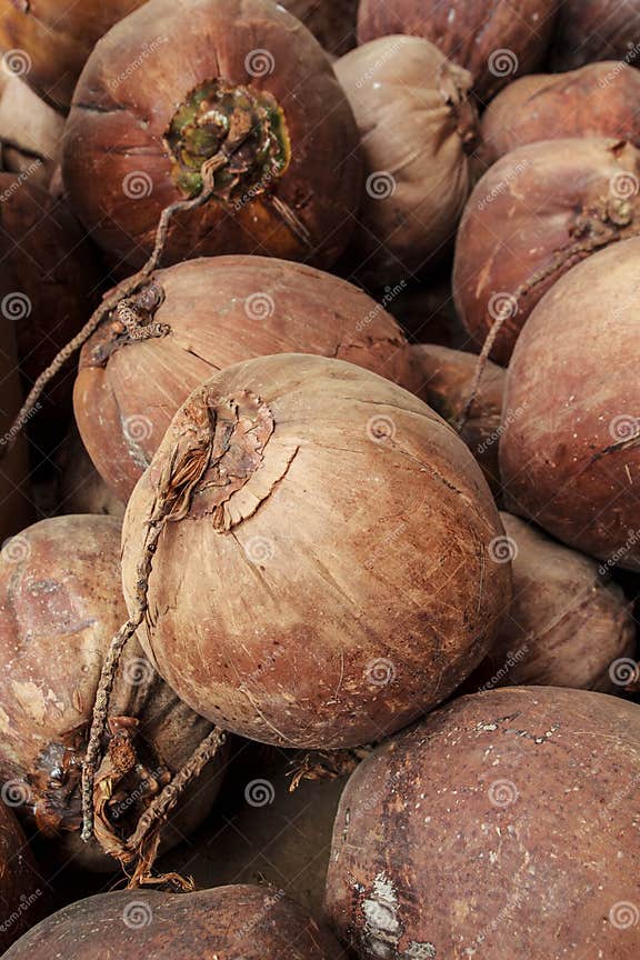 Coco seco imagem de stock. Imagem de corpo, completamente - 40083997