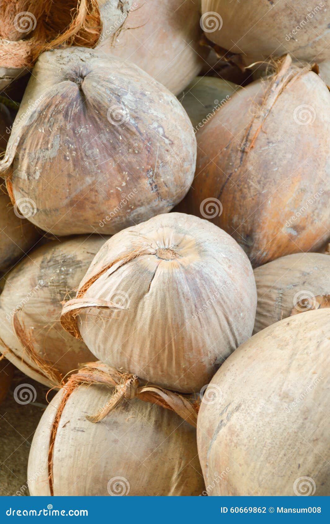 Coco seco foto de stock. Imagem de terra, assoalho, cimento - 60669862