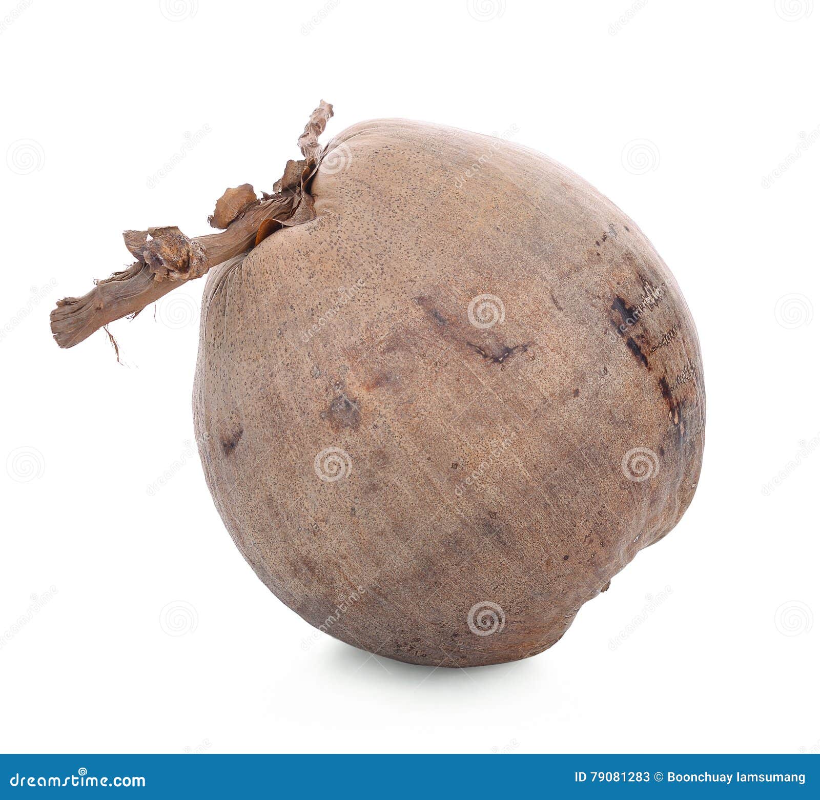 Coco Seco Aislado En Blanco Imagen de archivo - Imagen de concepto ...