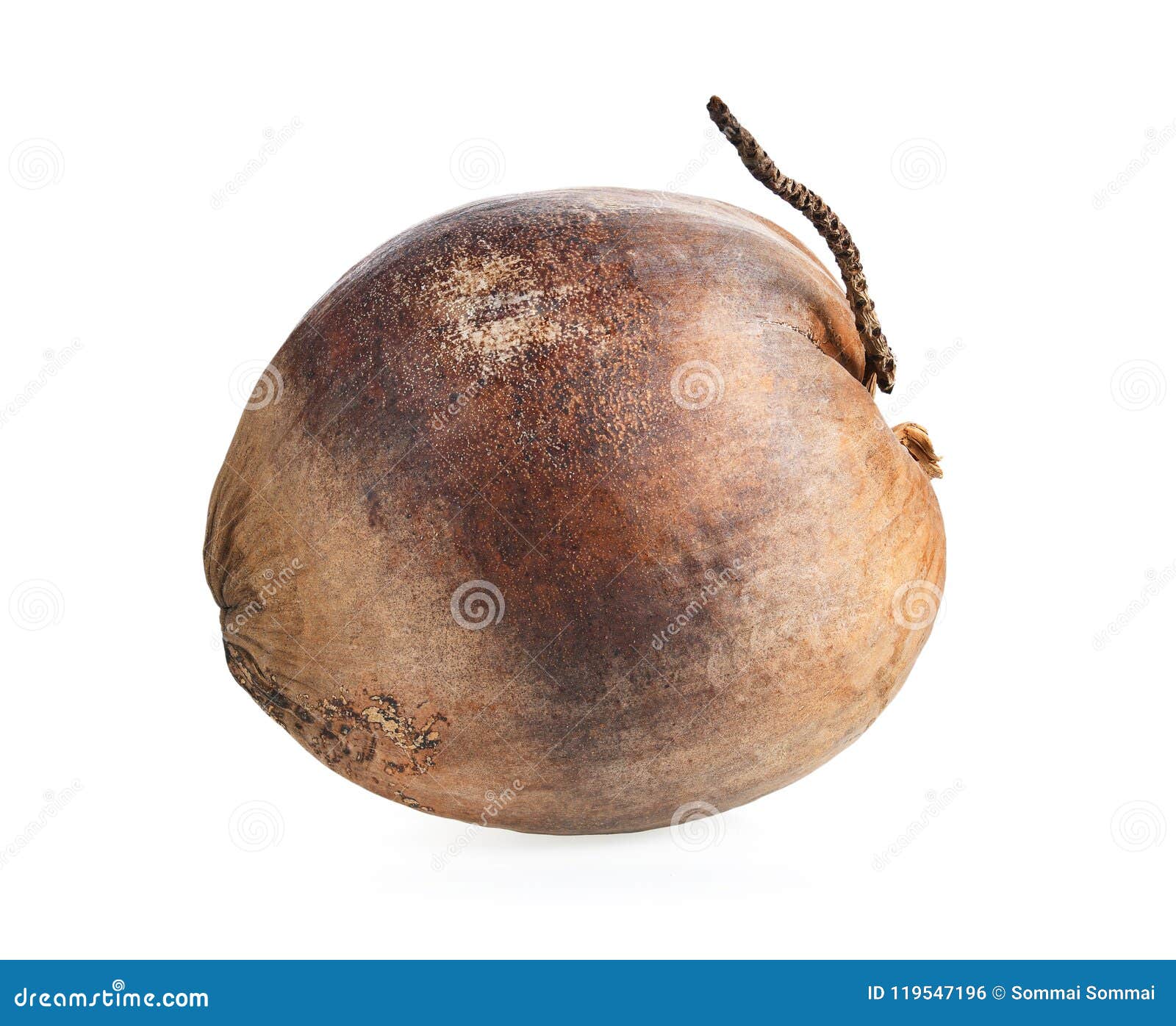 Coco Seco Aislado En El Fondo Blanco Foto de archivo - Imagen de ...