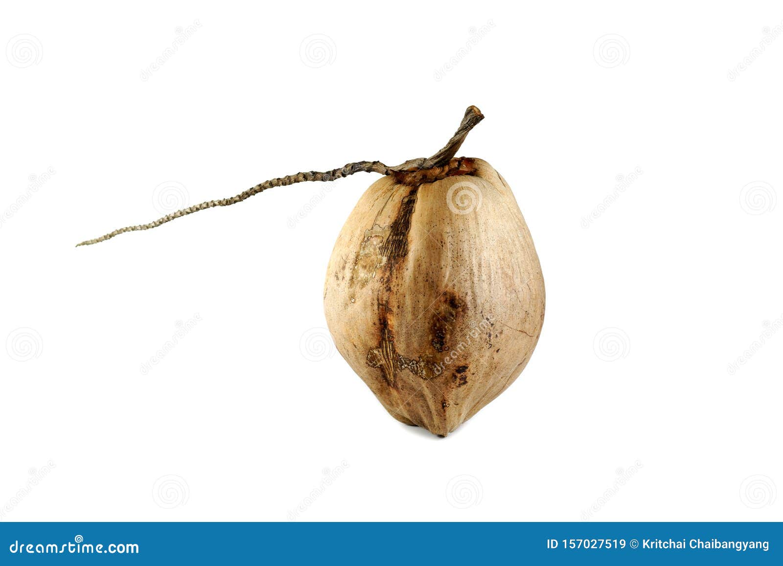 Coco Seco Sin Pelar Aislado En Fondo Blanco Imagen de archivo - Imagen ...