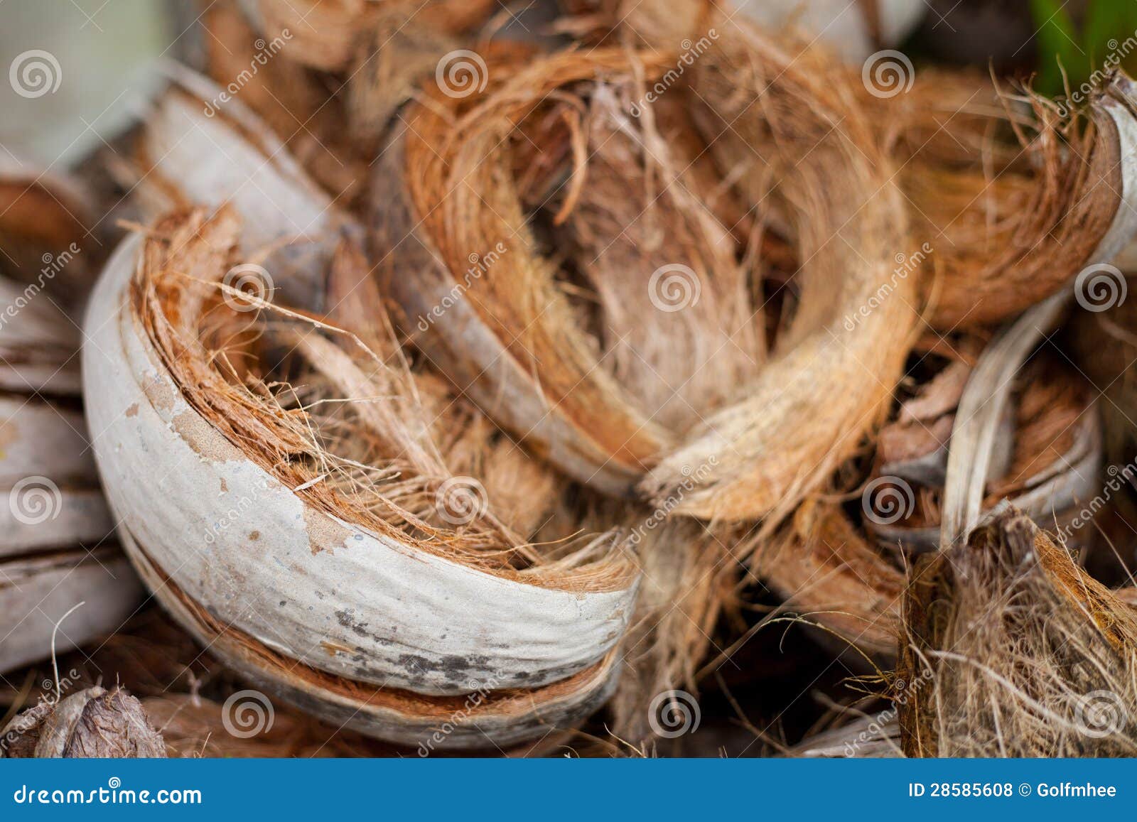 Coco Shell foto de stock. Imagem de corte, alaranjado - 28585608