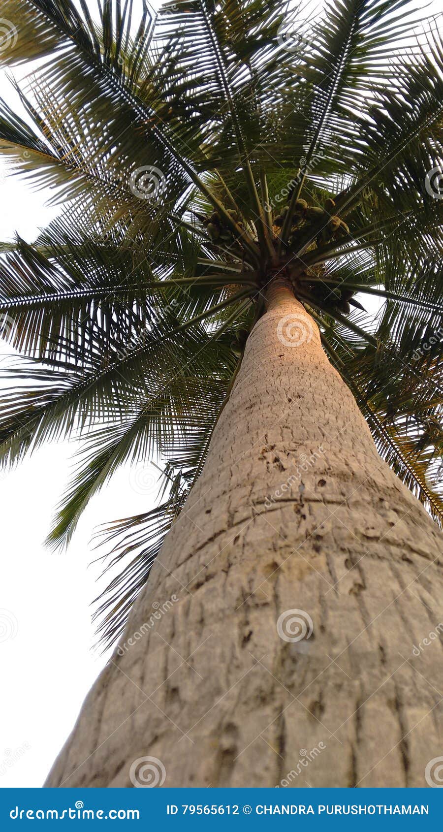 Coco tree stock photo. Image of tree, nature, angle, view - 79565612