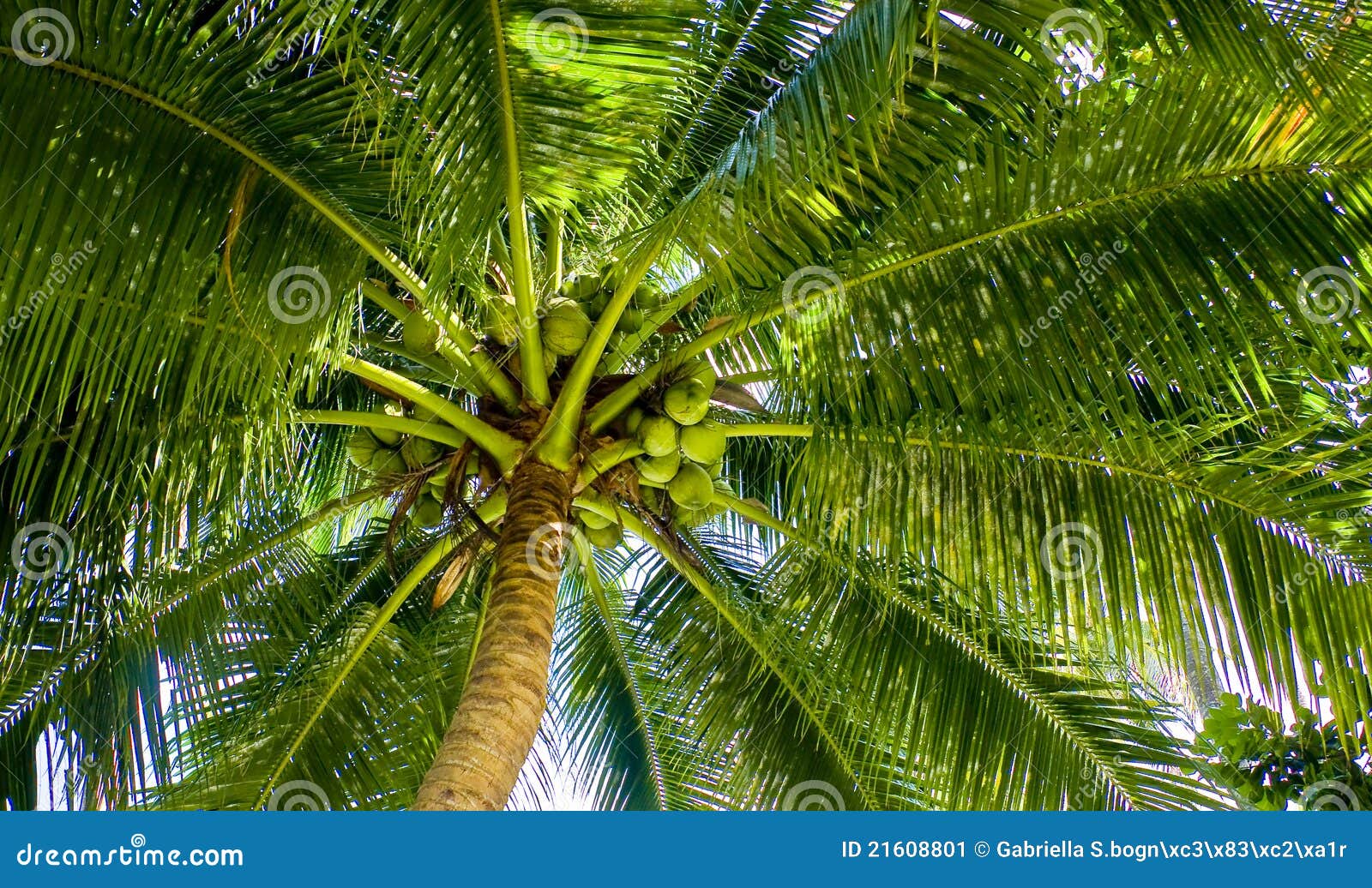 Coco Tree from Below Looked at Stock Image - Image of escape, solitude ...