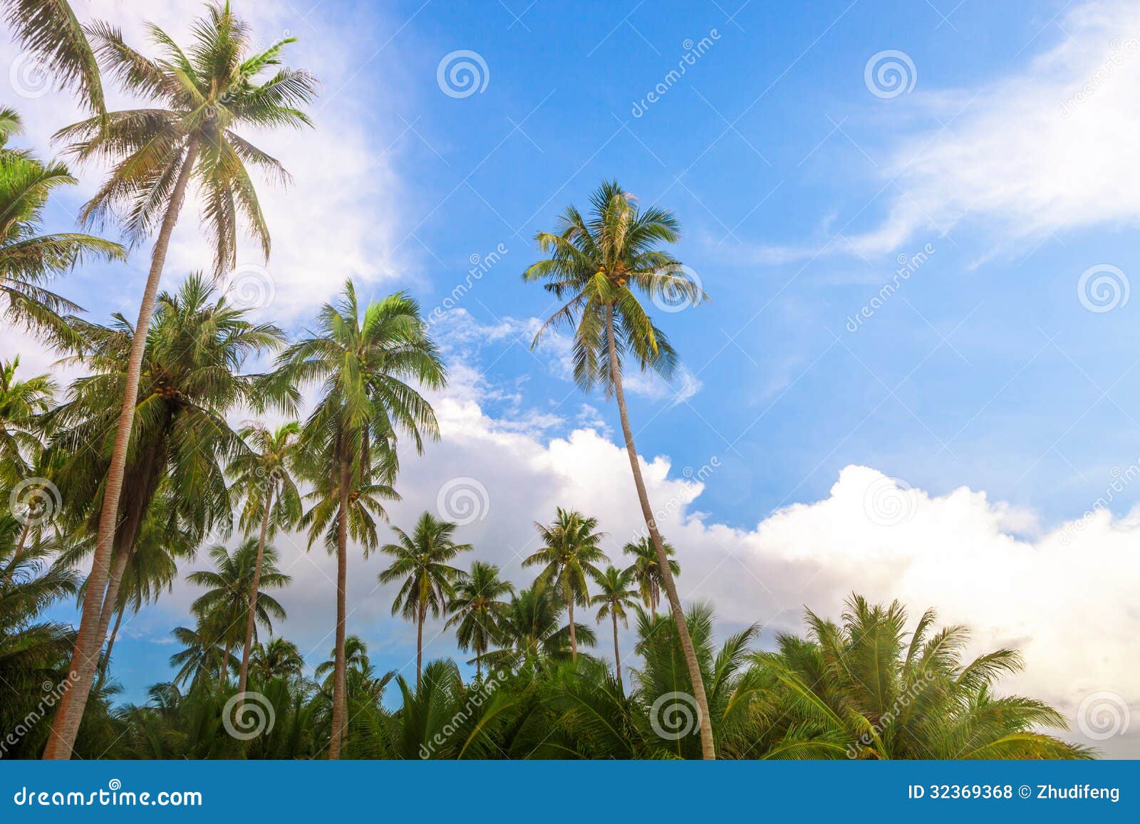 Coco tree stock photo. Image of idyllic, bule, coco, exoticism - 32369368