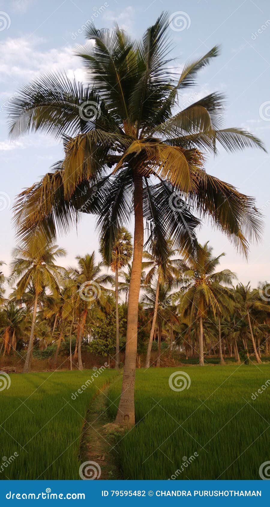Coco tree stock photo. Image of nature, delicious, gorgeous - 79595482
