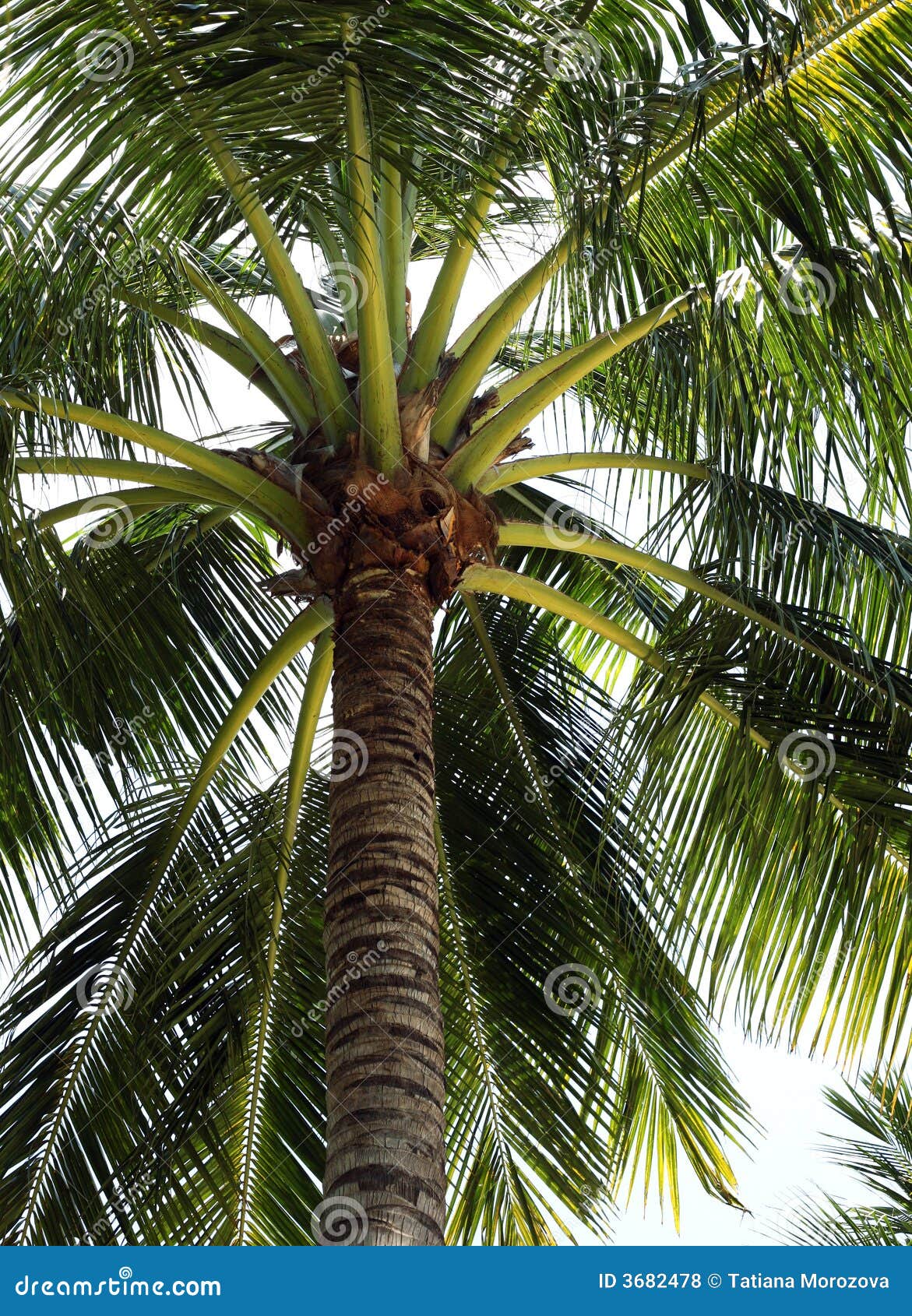 Coco-trees stock photo. Image of destination, relaxation - 3682478