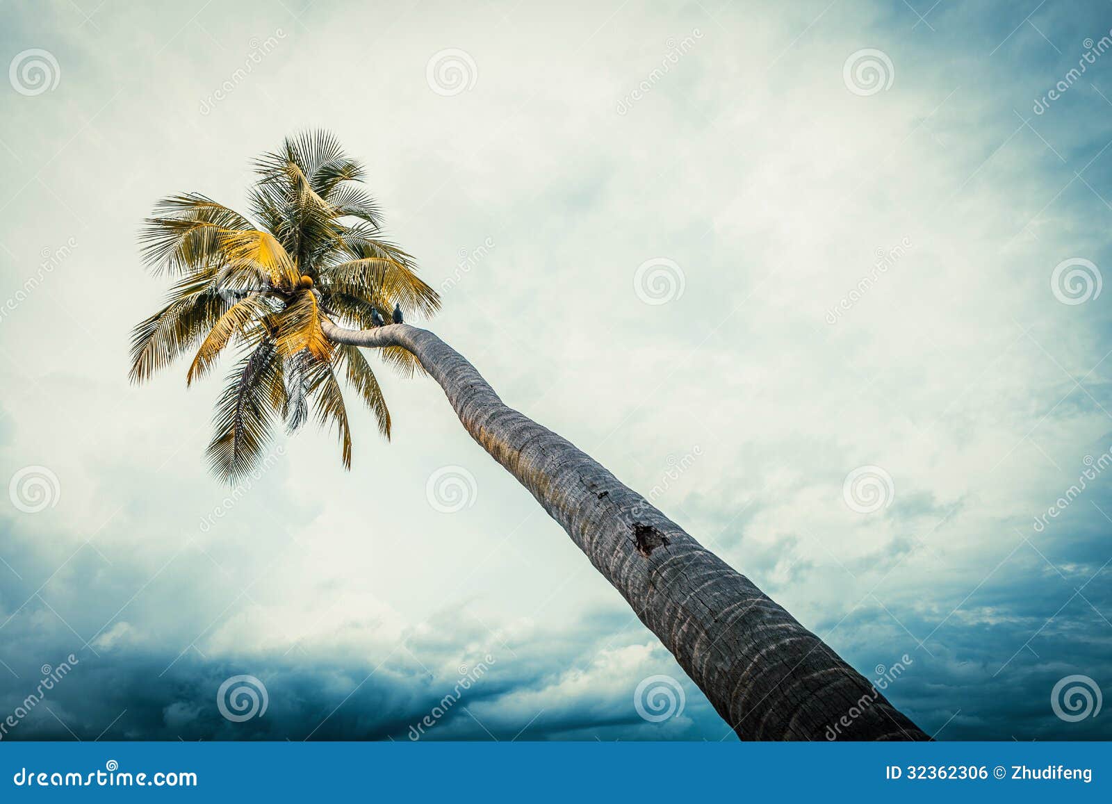 Coco trees on the beach stock photo. Image of leaf, horizontal - 32362306