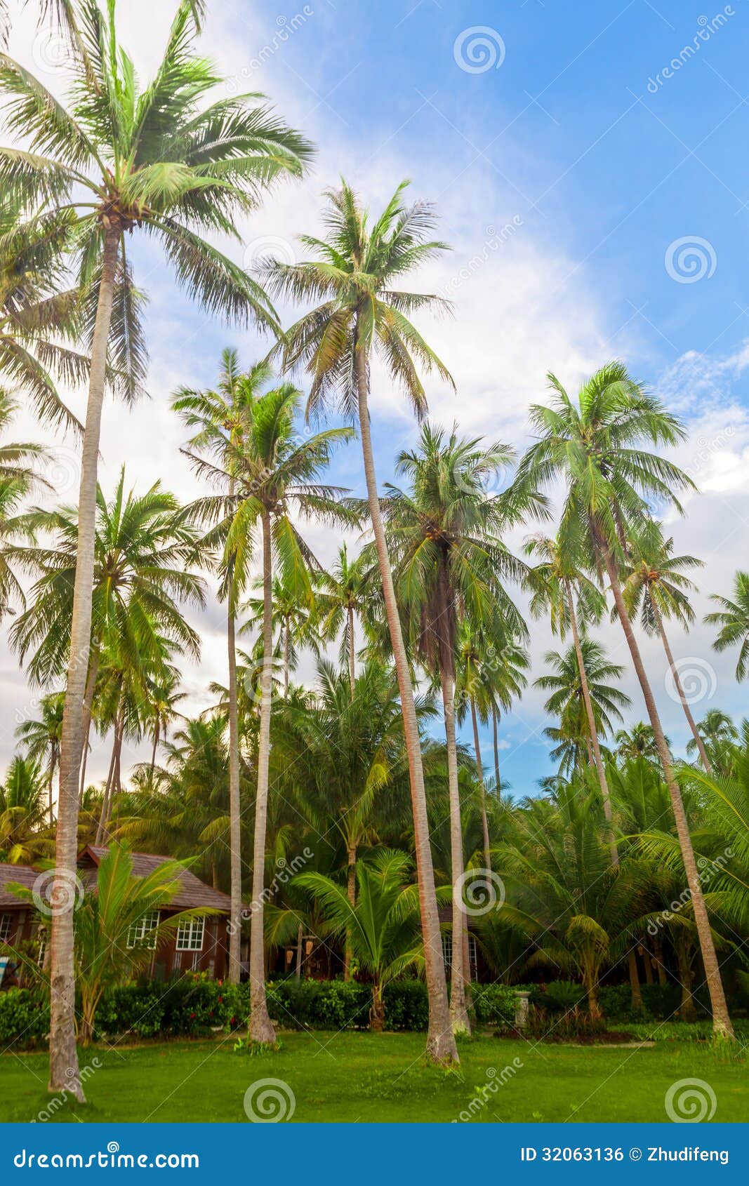 Coco trees on the beach stock photo. Image of summer - 32063136