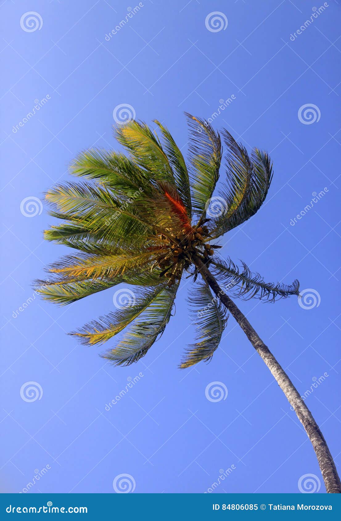 Coco-trees stock image. Image of florida, blue, nature - 84806085