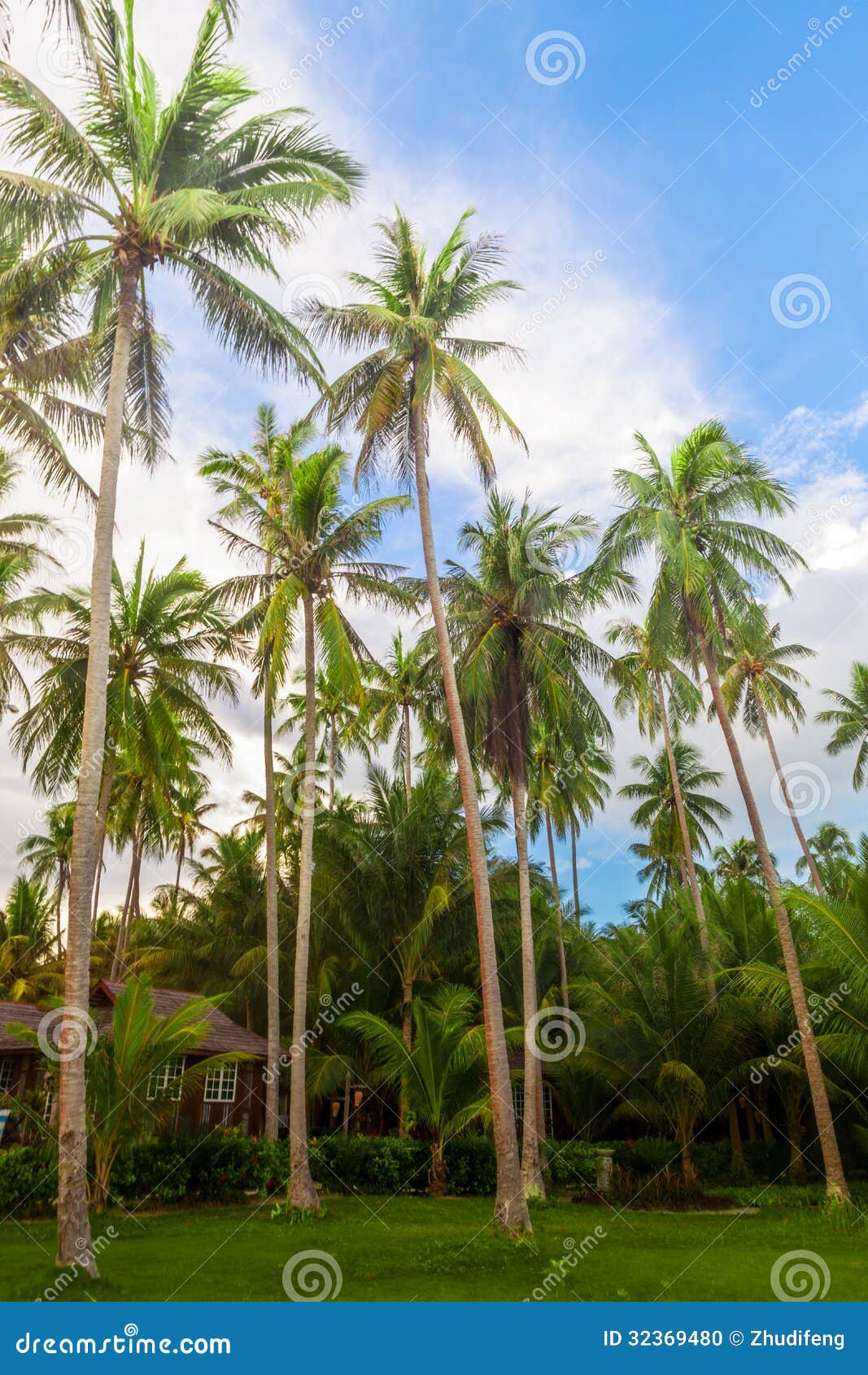 Coco trees stock photo. Image of leaf, arecales, vegetation - 32369480