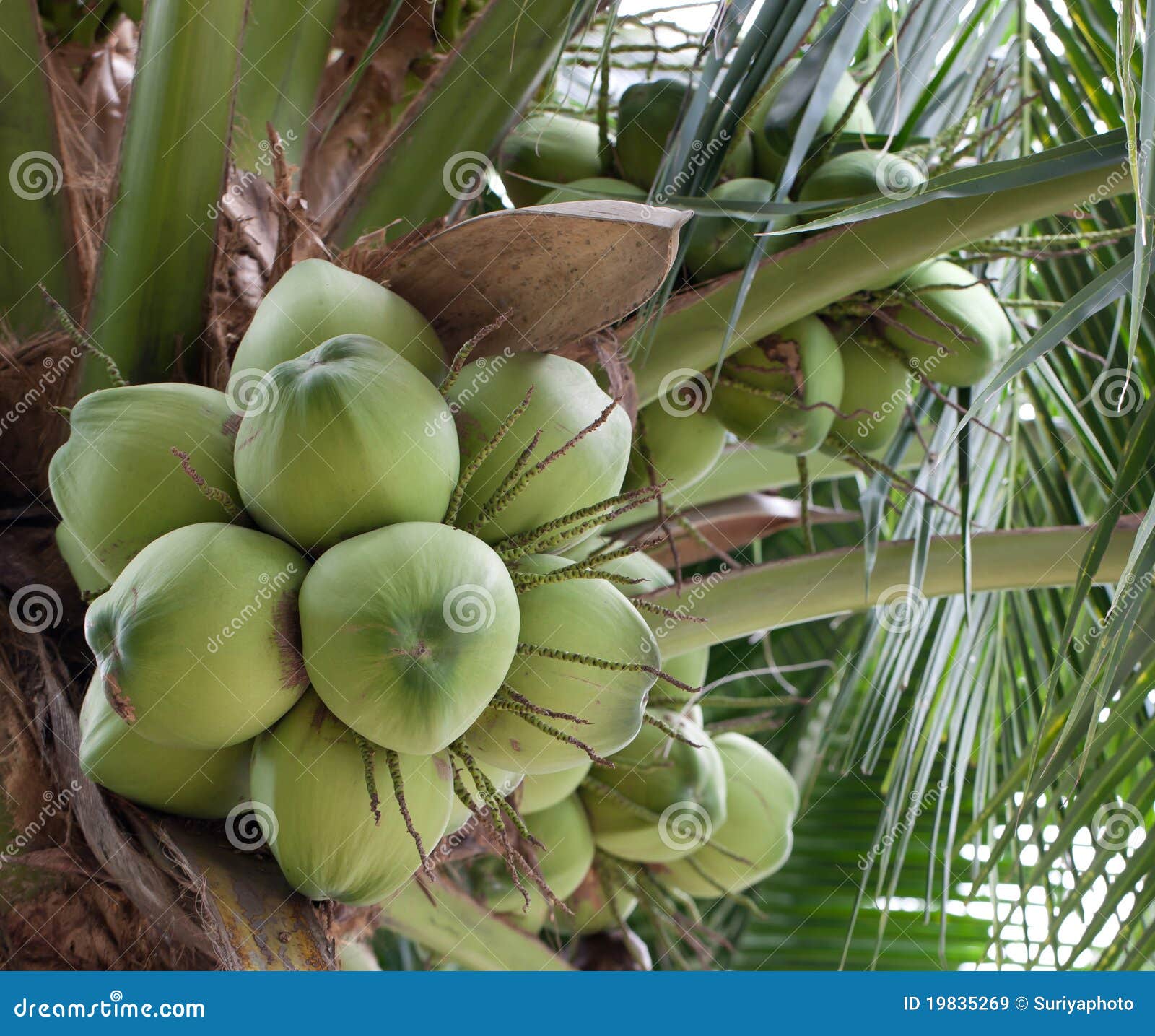 Coco verde imagem de stock. Imagem de nave, grama, verde - 19835269