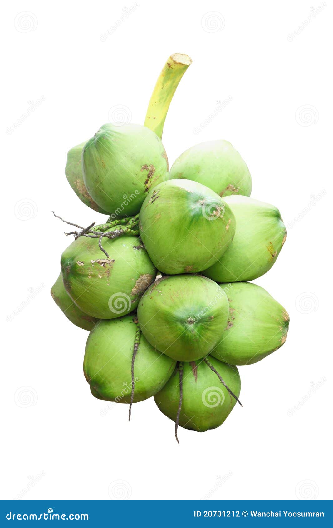 Coco verde foto de stock. Imagem de bolhas, escudo, duro - 20701212