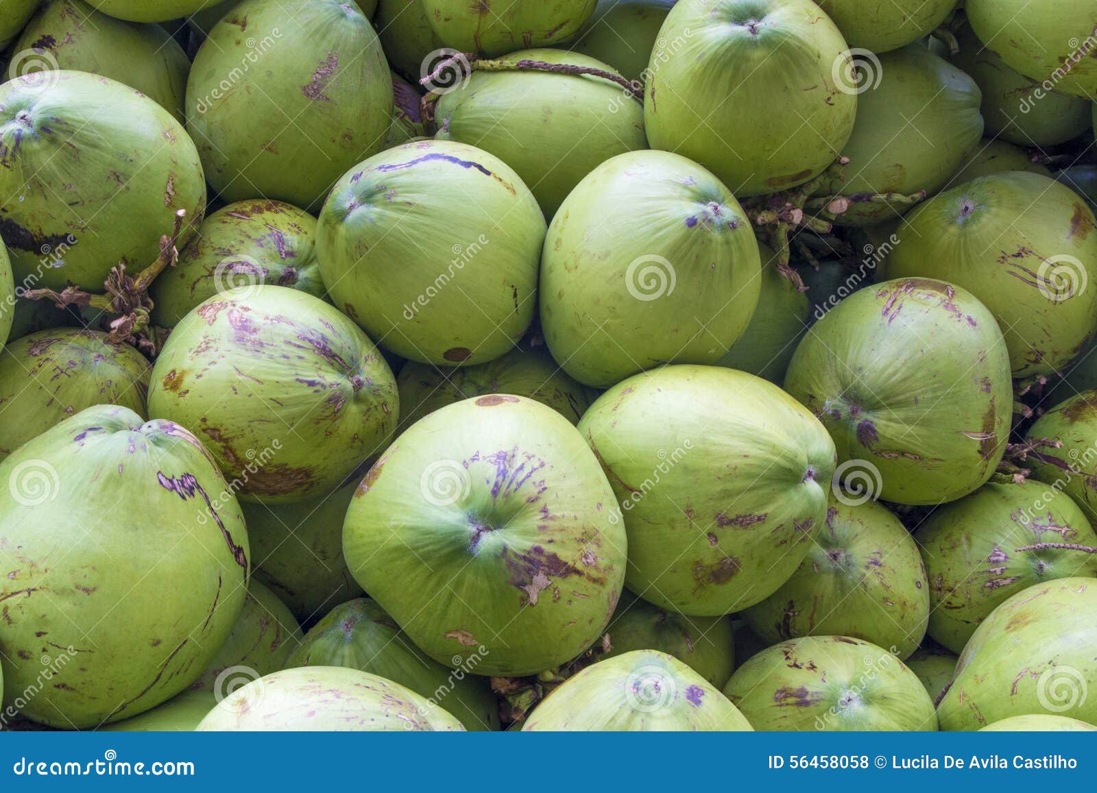 Coco verde foto de archivo. Imagen de relaje, color, palma - 56458058