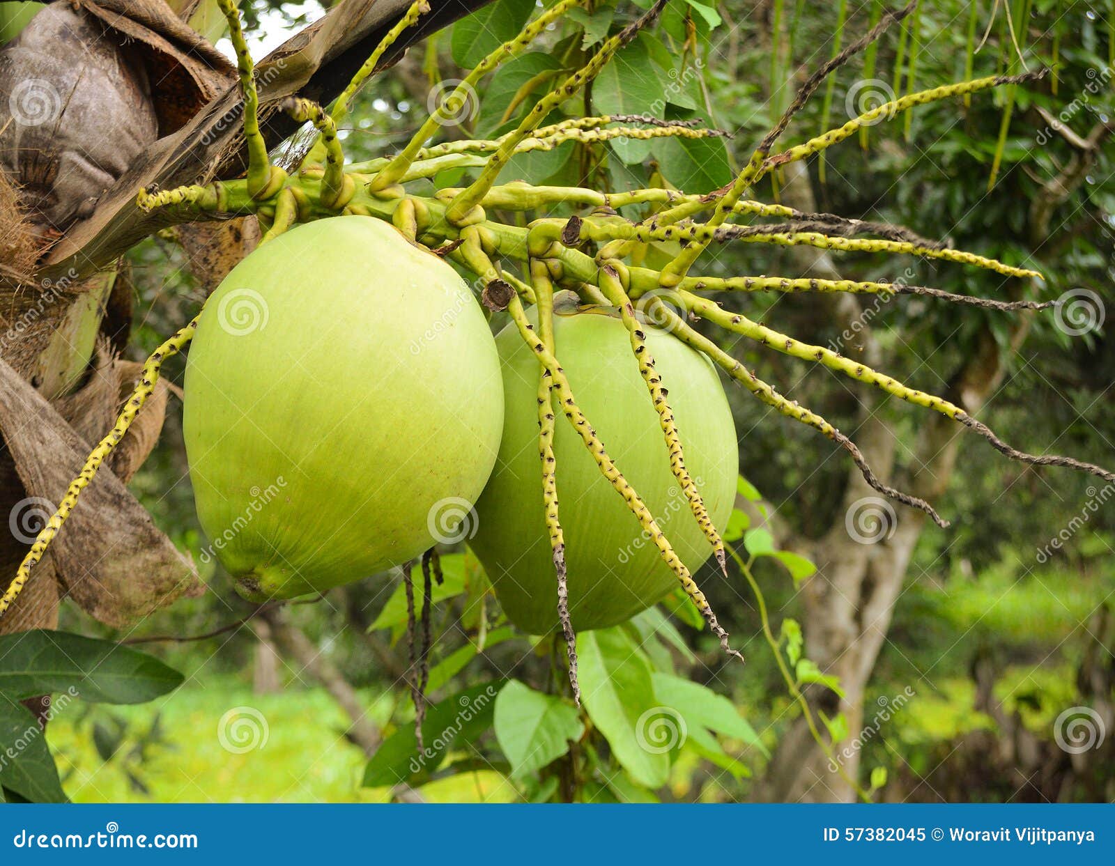 Coco verde imagen de archivo. Imagen de aplicaciones - 57382045