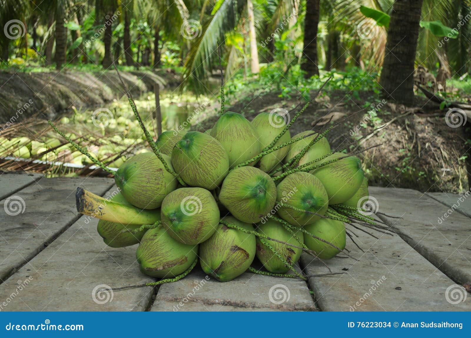 Coco verde foto de stock. Imagem de exterior, tropical - 76223034