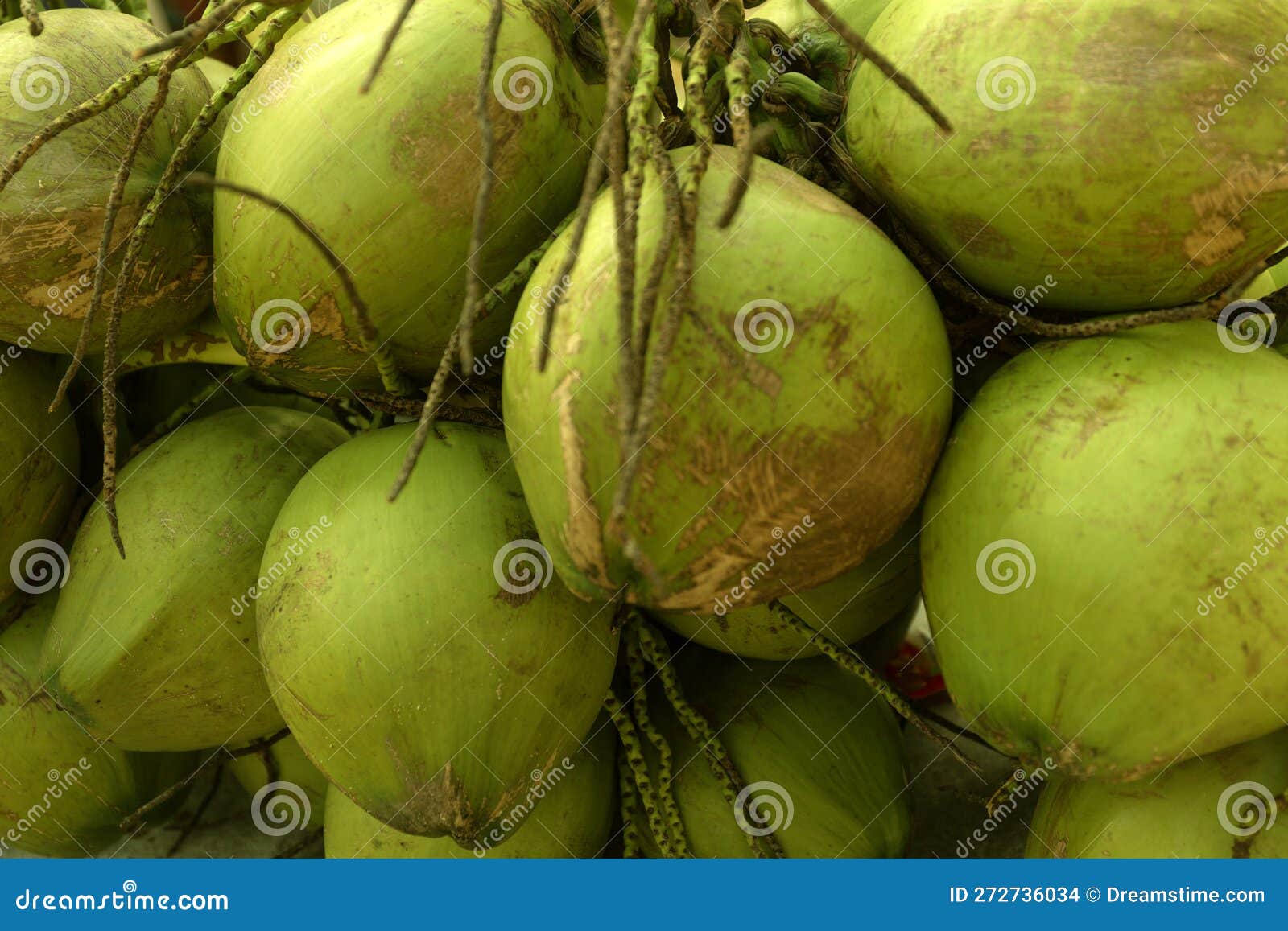 Coco Verde Grande Cerrar Textura Foto de archivo - Imagen de salud ...