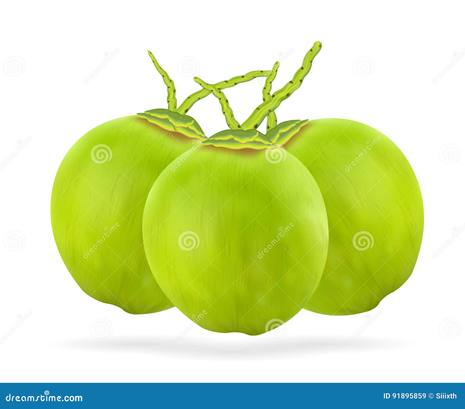 Coco Verde Real En Un Fondo Blanco Ilustración del Vector - Ilustración ...