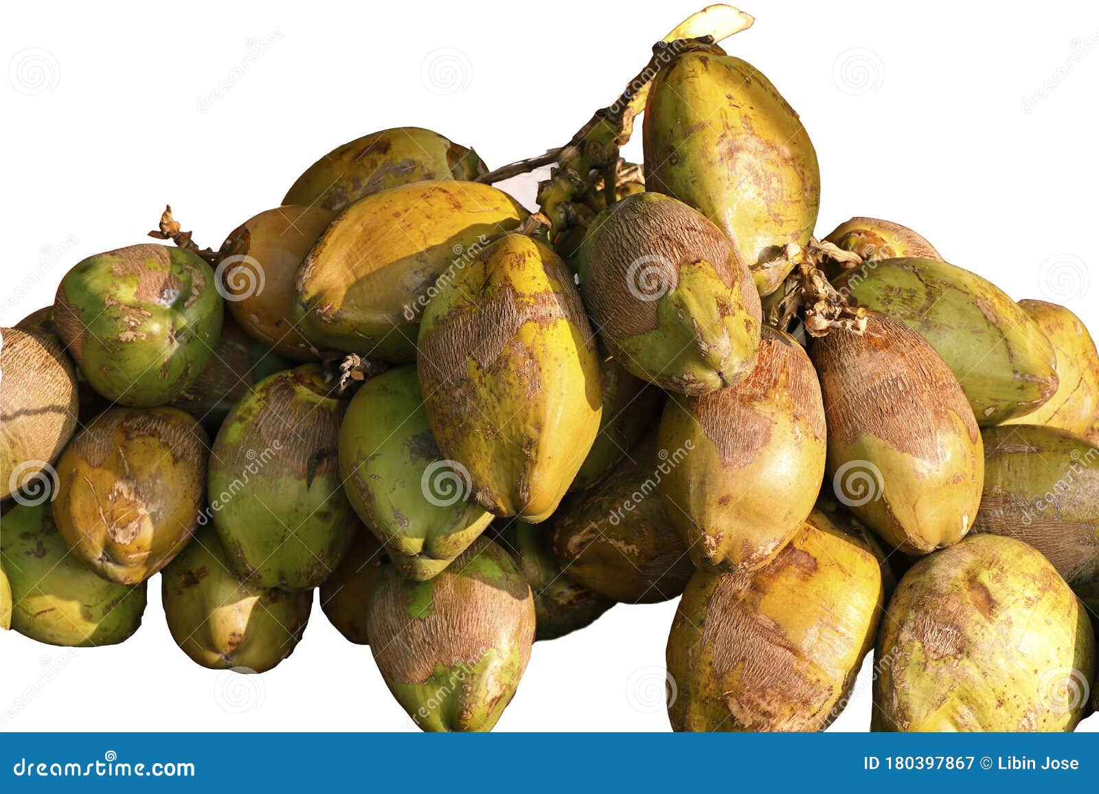 Coco Verde Tierno Aislado De Fondo Blanco Imagen de archivo - Imagen de ...