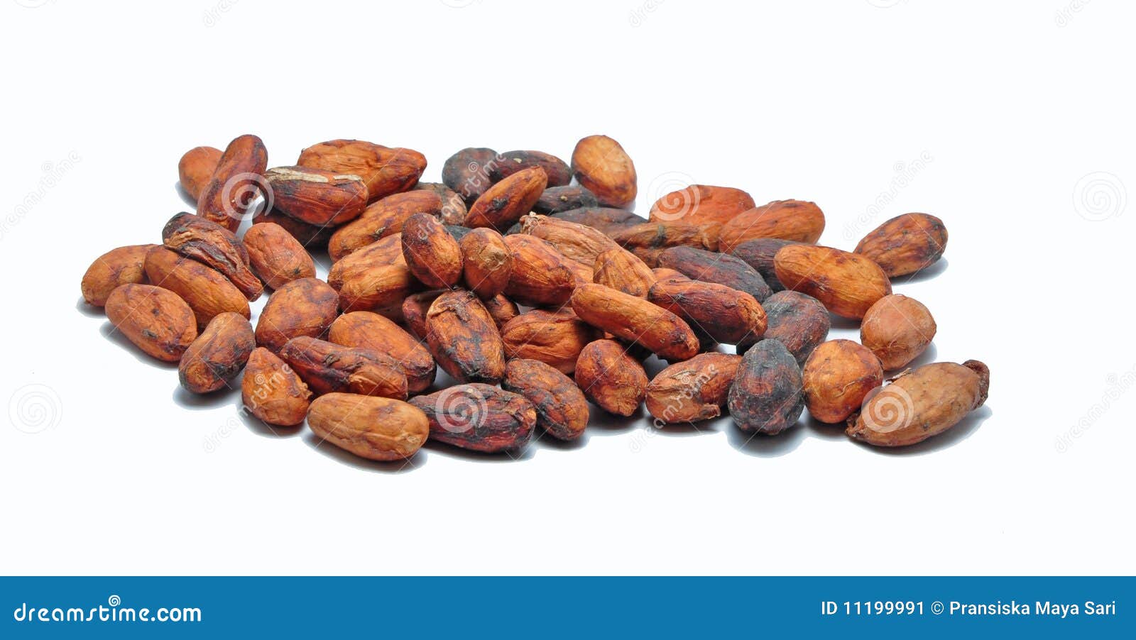 Cocoa stock image. Image of fruit, seed, isolated, white - 11199991