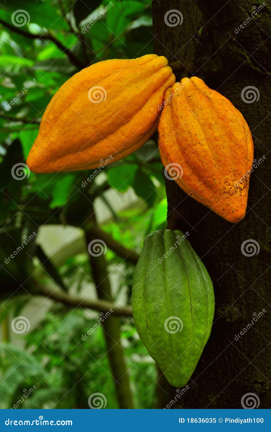 Cocoa stock image. Image of kernels, gardens, drink, beans - 18636035
