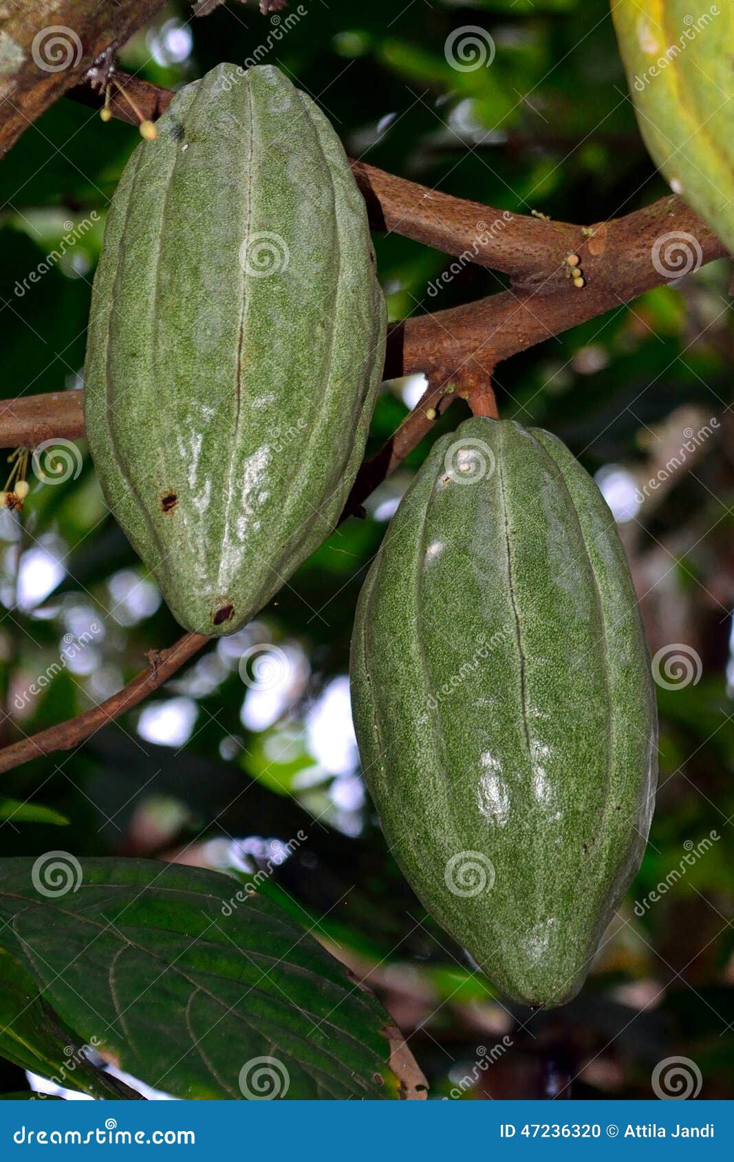 Cocoa, Bali, Indonesia stock photo. Image of nature, kernel - 47236320