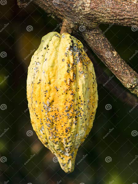 Cocoa bean stock photo. Image of cocoa, drink, organic - 13971970
