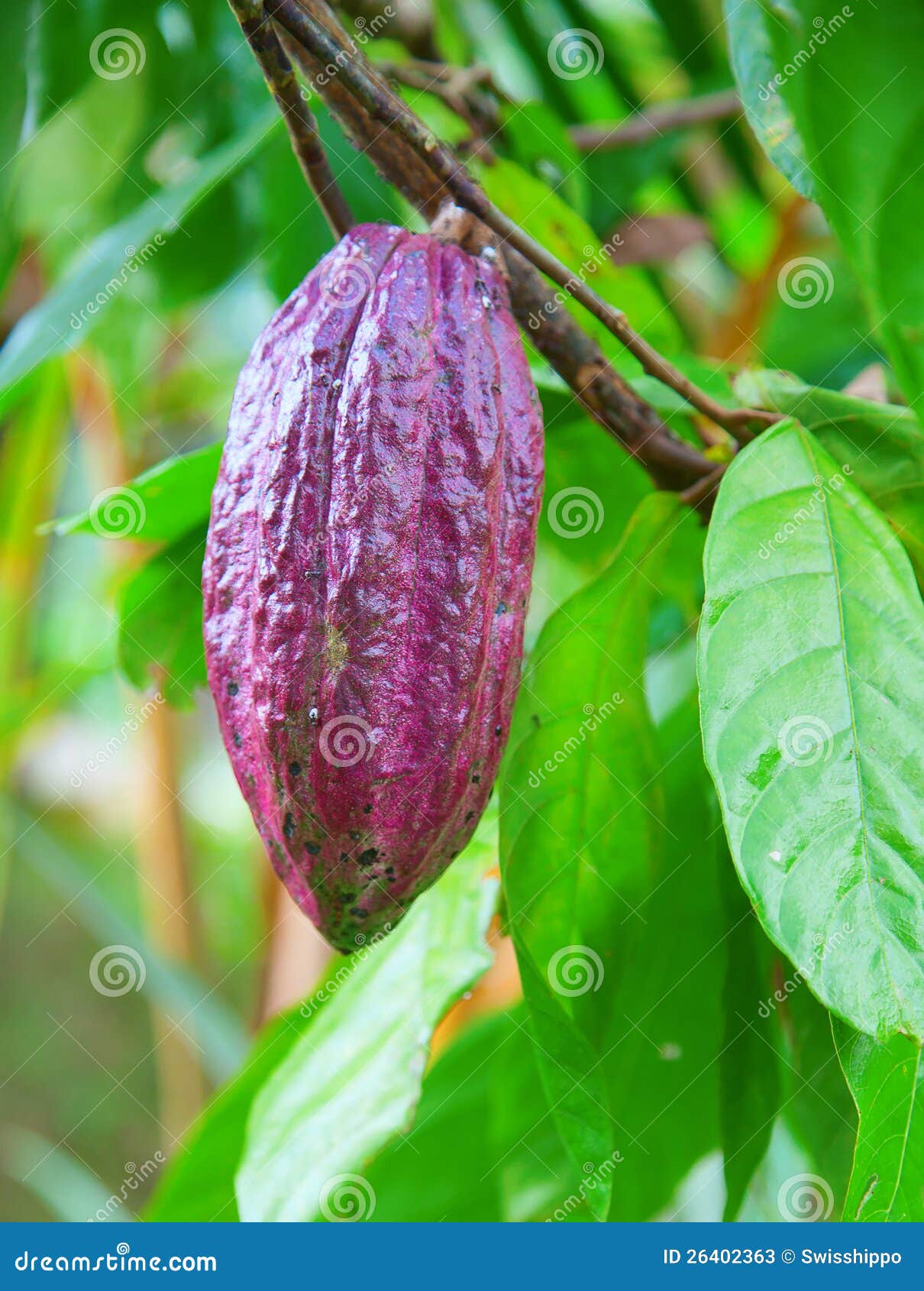 Cocoa bean stock image. Image of crop, branch, bali, fruit - 26402363