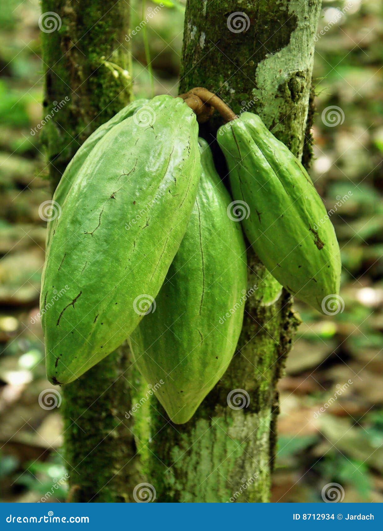 Cocoa bean. stock photo. Image of forest, fruit, nature - 8712934