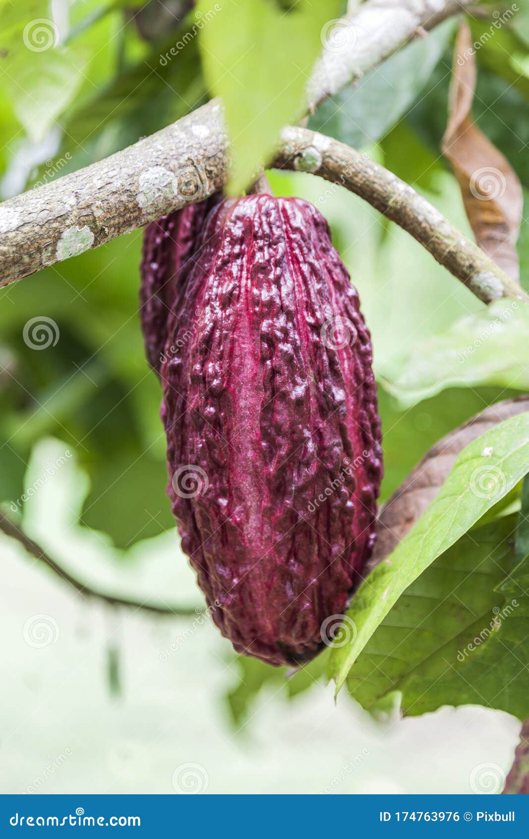 Cocoa Bean, Big. Chocolate Production Stock Photo - Image of farming ...