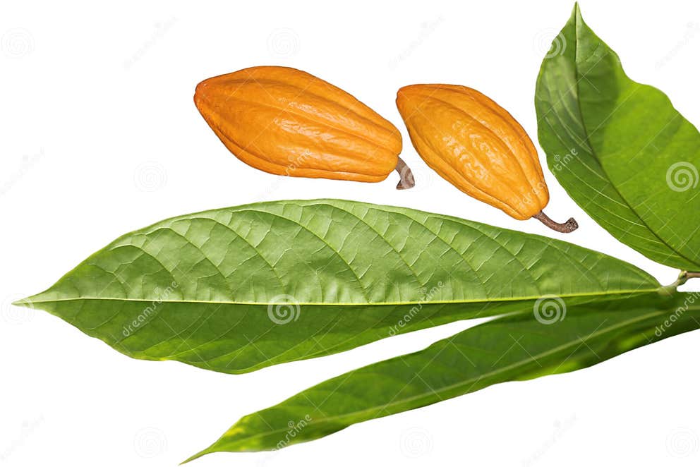 Cocoa Bean and Leaf stock image. Image of nature, bean - 23998319