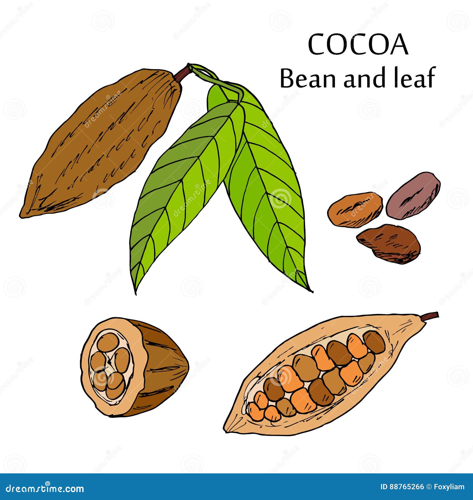 Cocoa bean and leaf stock vector. Illustration of fruit - 88765266