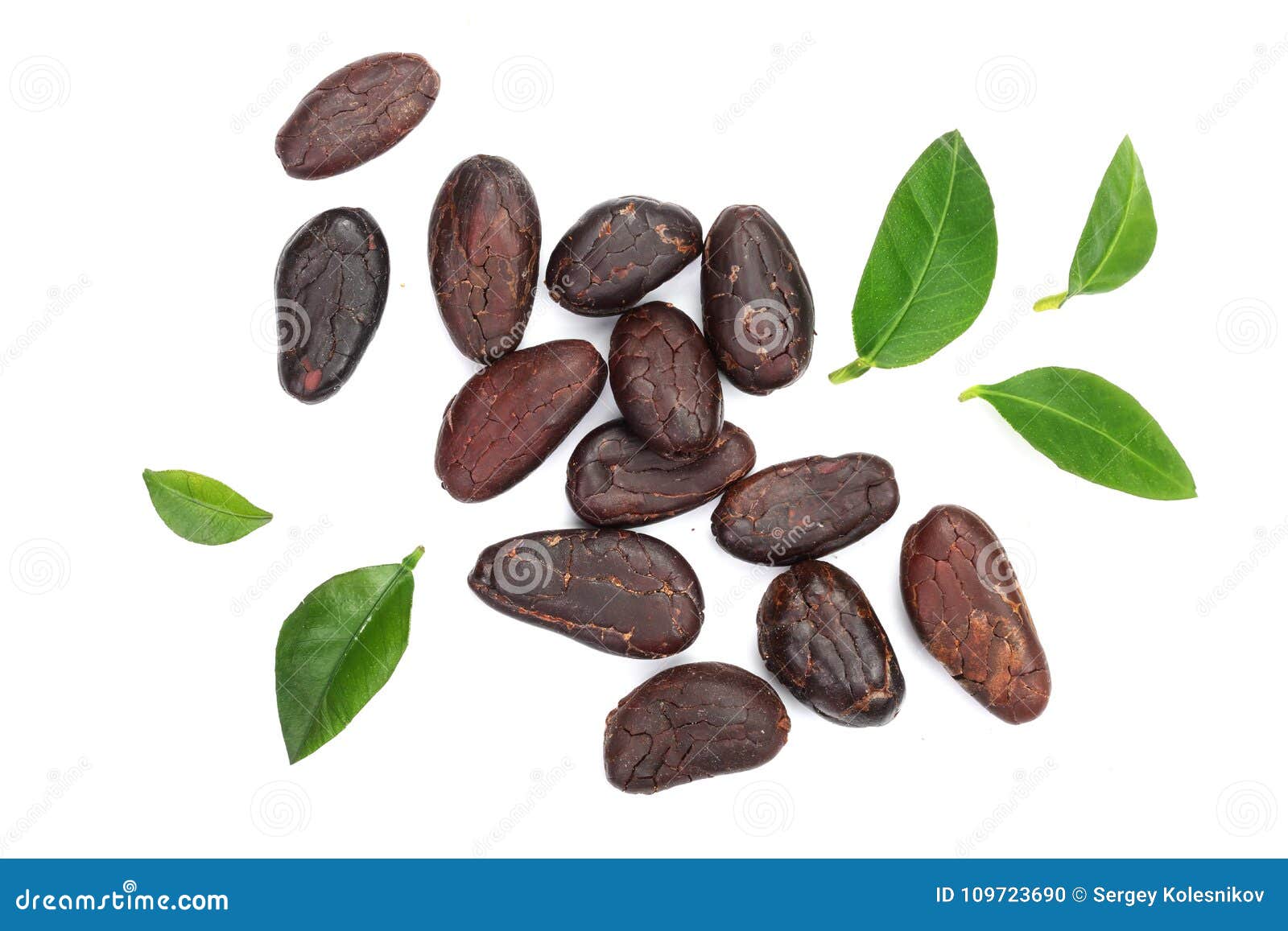 Cocoa Bean Leaf Stock Images - 974 Photos