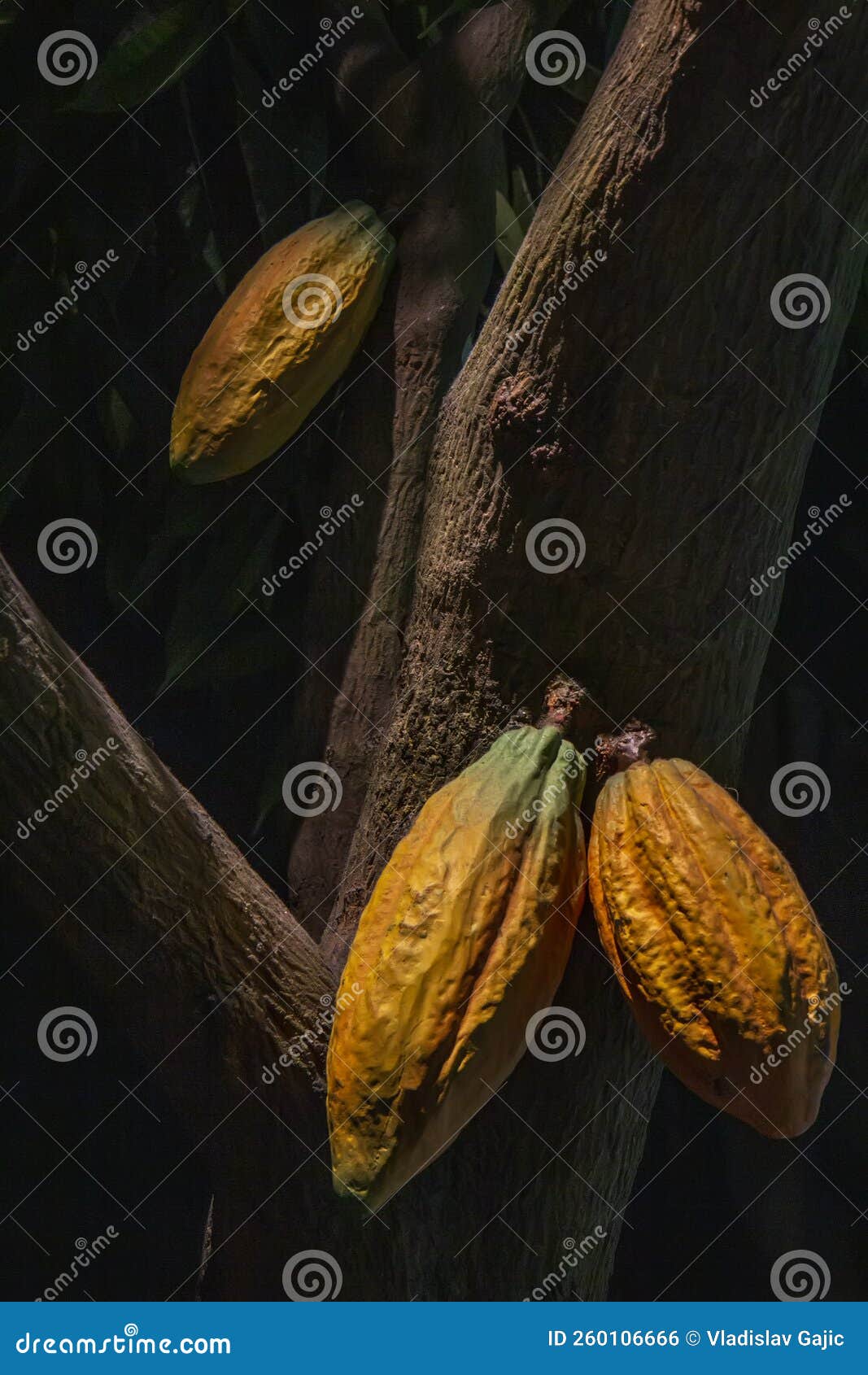 Cocoa Bean on the Tree in the Tropical Climate Stock Photo - Image of ...