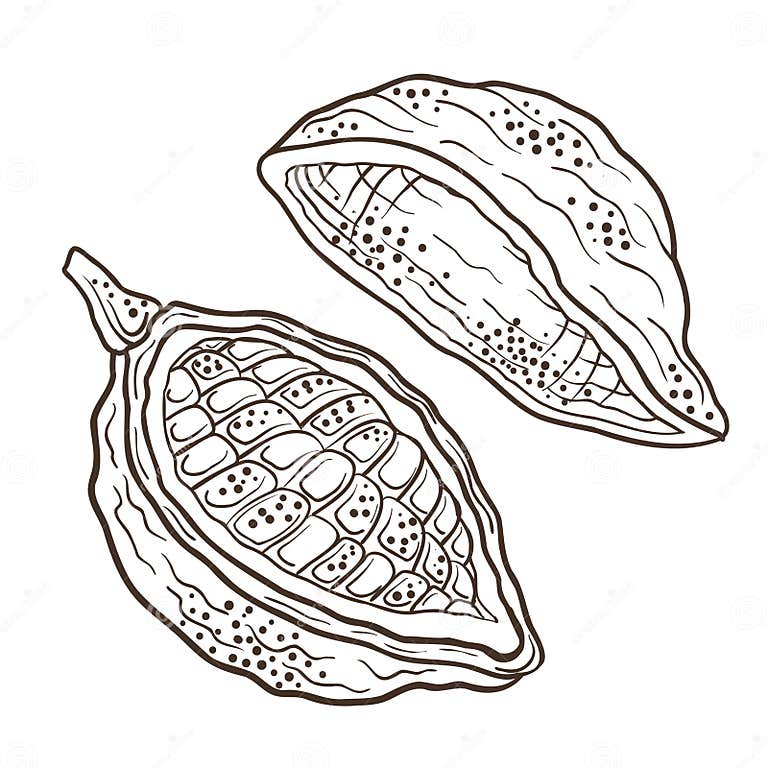 Cocoa Bean. Vector Line Design Element. Editable Outline Stroke. Stock ...