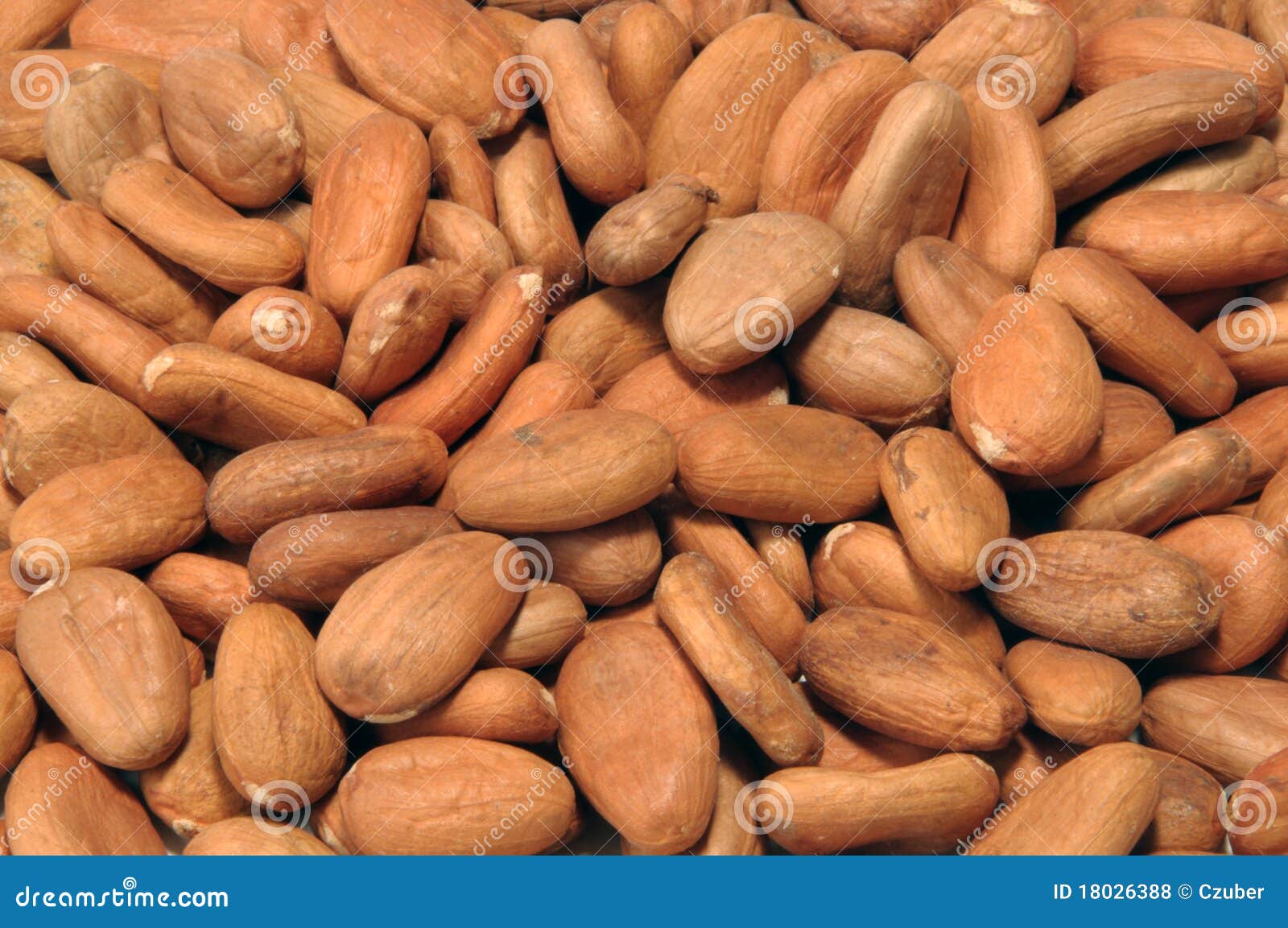 Cocoa beans stock photo. Image of unpeeled, closeup, harvest - 18026388