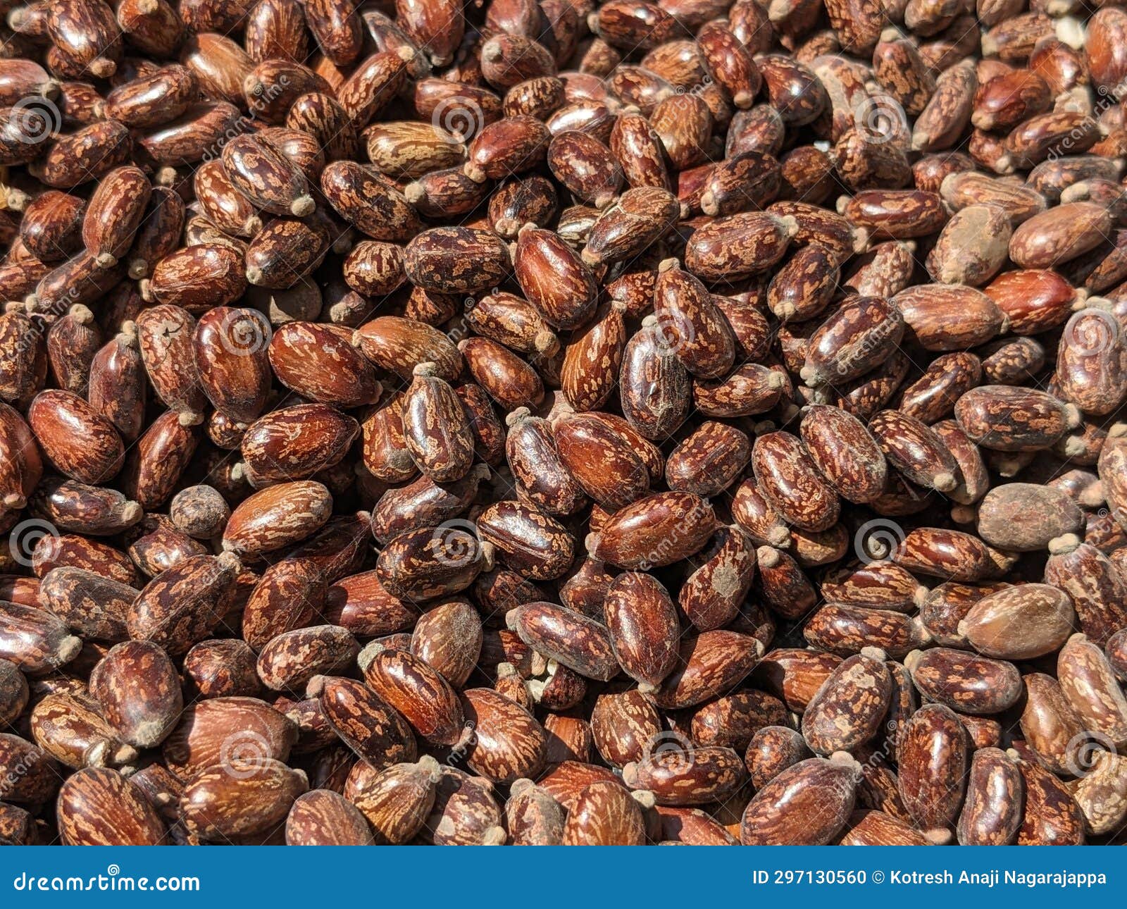 Cocoa beans background. stock photo. Image of healthy - 297130560