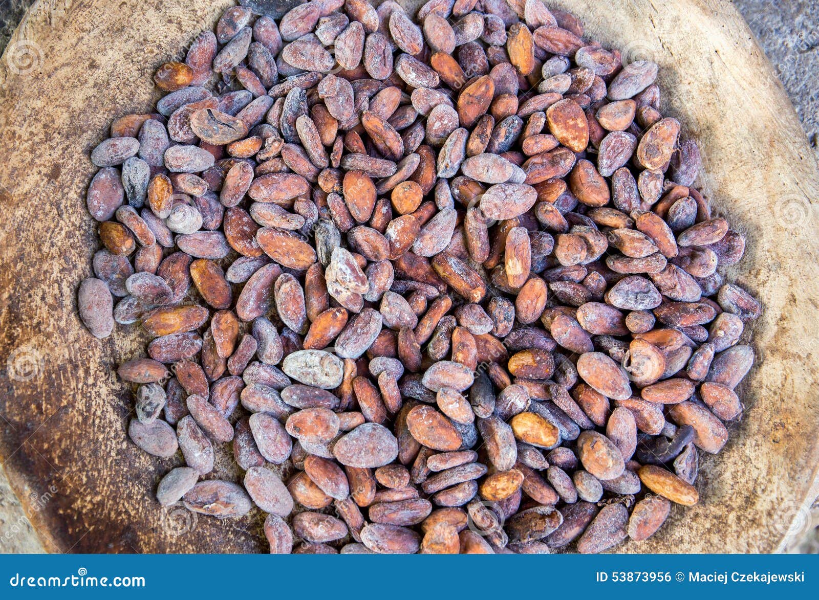 Cocoa beans stock photo. Image of gourmet, healthy, fruit - 53873956