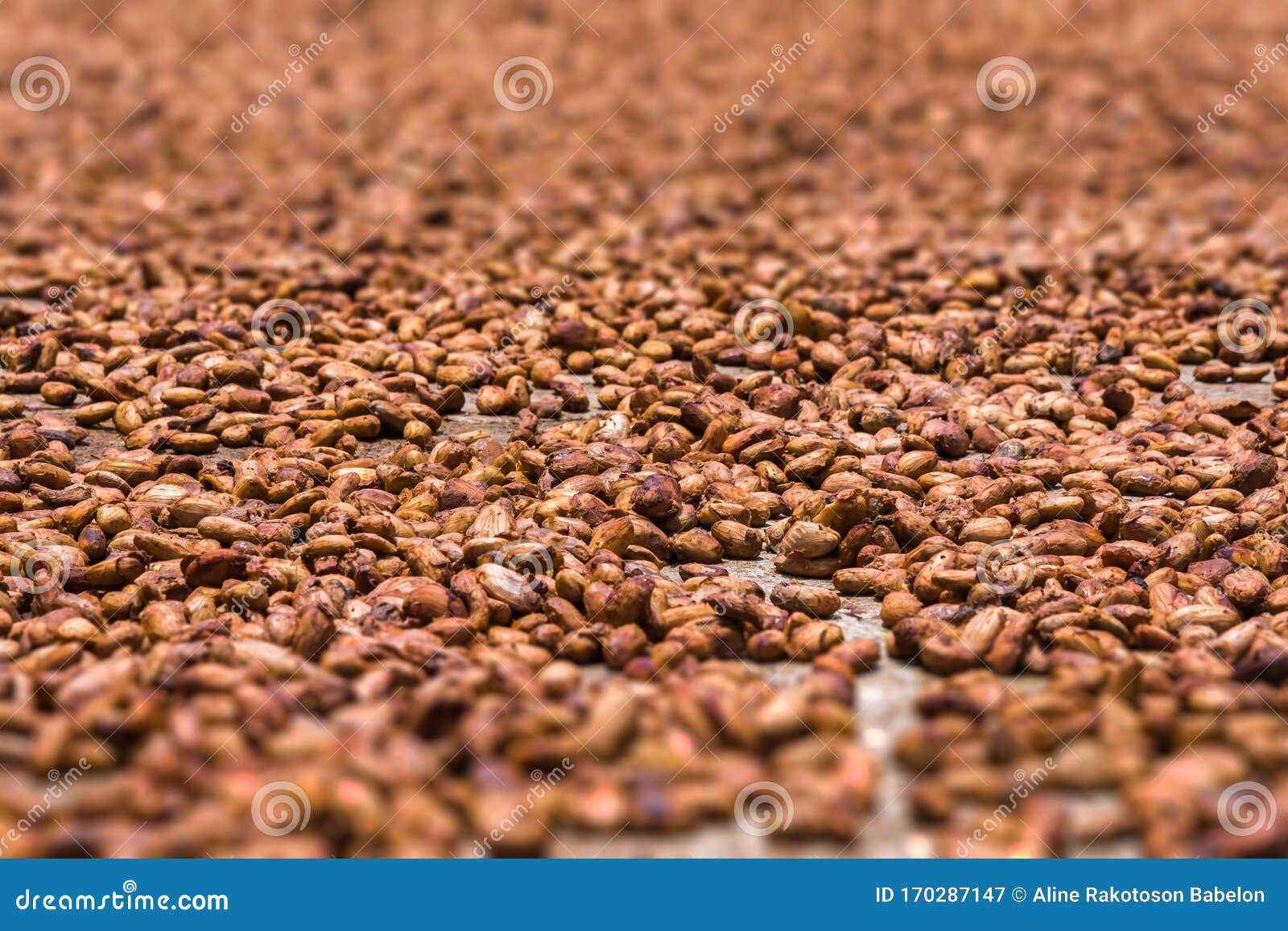 Cocoa beans stock image. Image of dried, cracked, dessert - 170287147