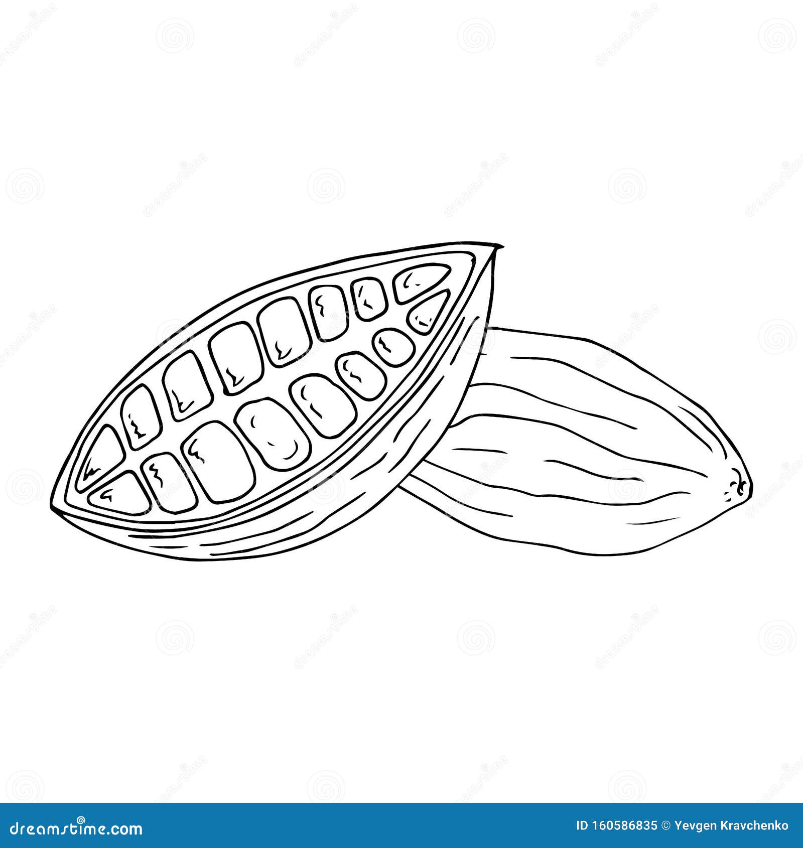 Cocoa Beans. Cut Fruit of Cocoa Tree. Vector Illustration Stock ... Cocoa Beans. Cut Fruit of Cocoa Tree. Vector Illustration Stock ...