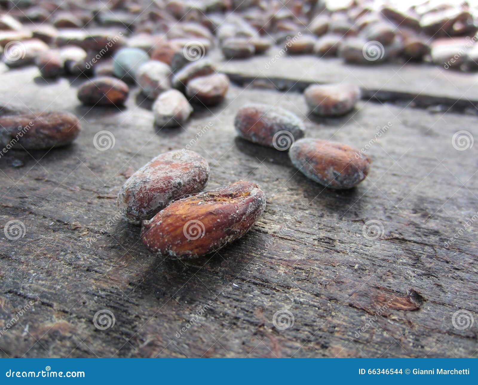 Cocoa beans stock photo. Image of industry, cacao, large - 66346544