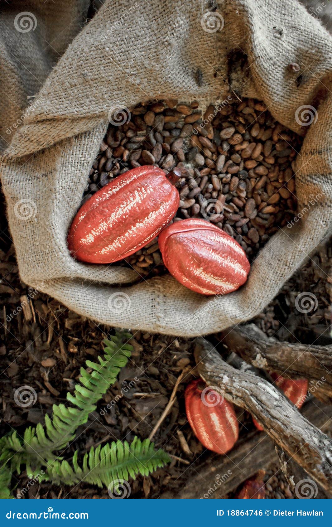 Cocoa Beans and Fruits stock photo. Image of cacao, material - 18864746