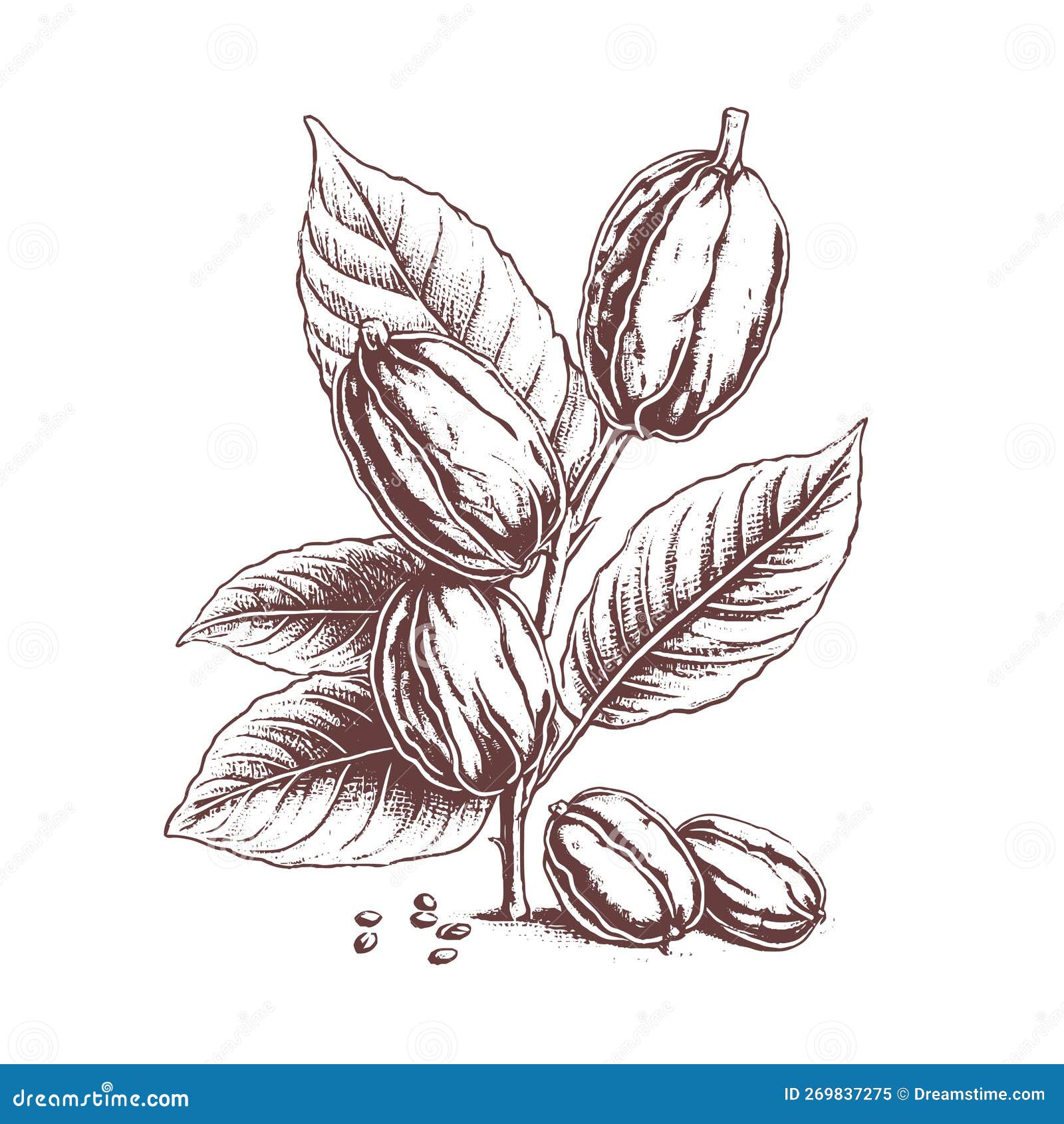 Cocoa Beans Illustration. Engraved Style Illustration. Chocolate Cocoa ...